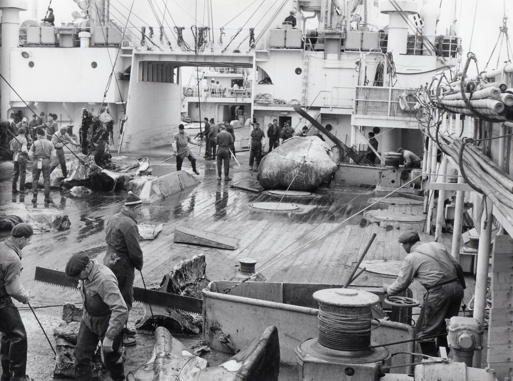 Lardex - Flensing av hval